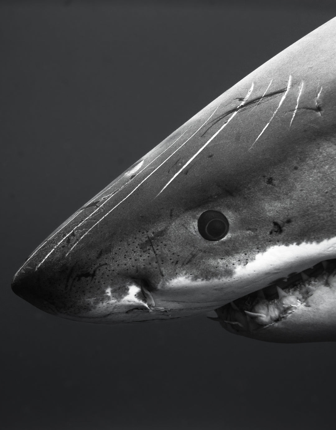 Scratch – Mike Coots